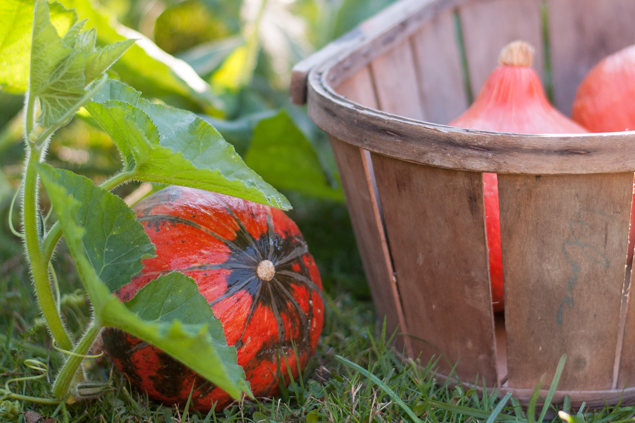 La courge en 3 astuces - commeunchef.boulanger.com